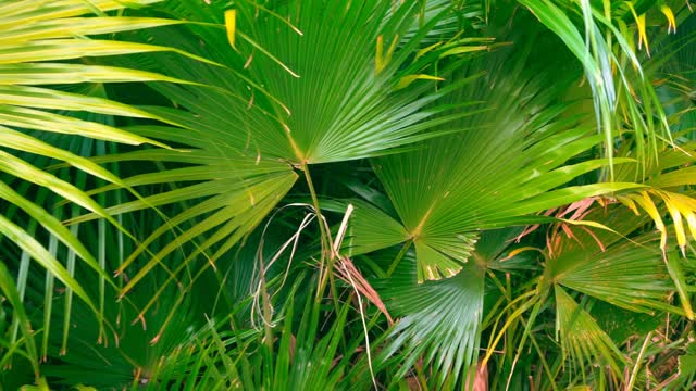 Scheelea Palm Stock Footage: Royalty-Free Video Clips - Storyblocks